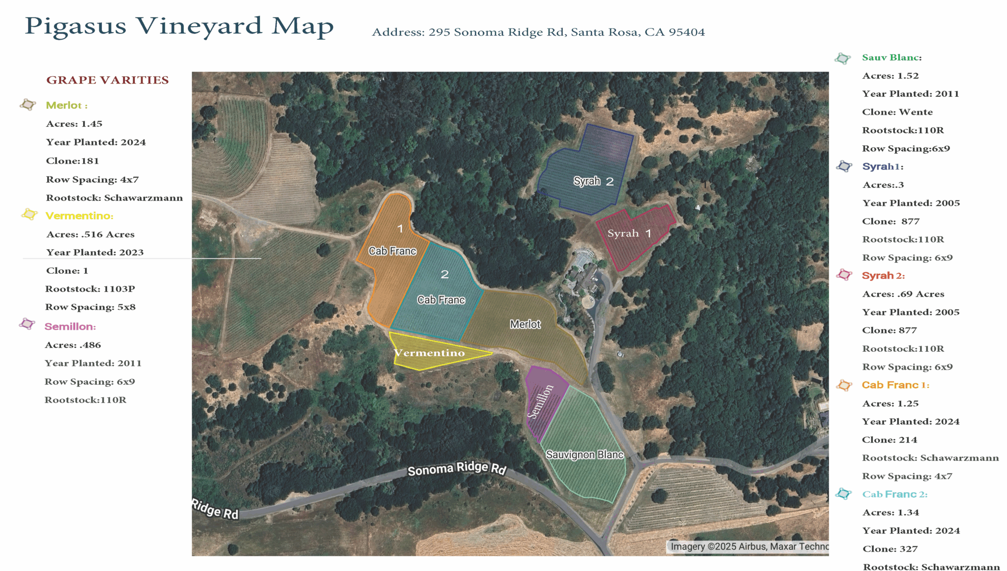 The Vineyard - Pigasus Vineyards